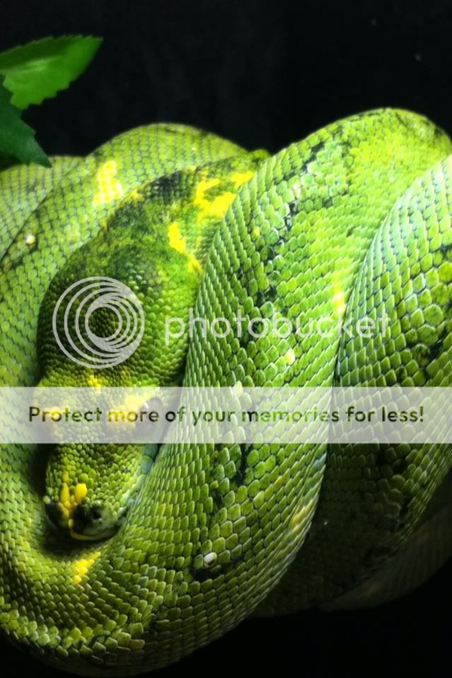 Biak Green tree python freshly shed | Reptile Forums